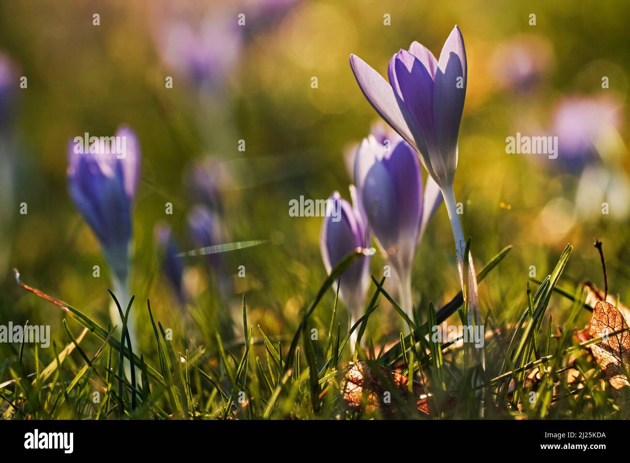 Spring growing flowers and nature that comes alive Stock Photo - Alamy