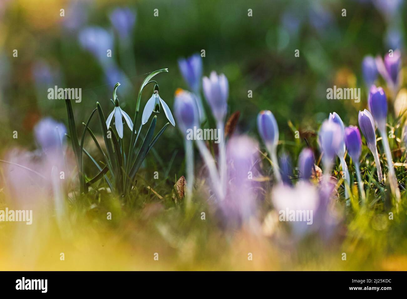 Spring growing flowers and nature that comes alive Stock Photo - Alamy