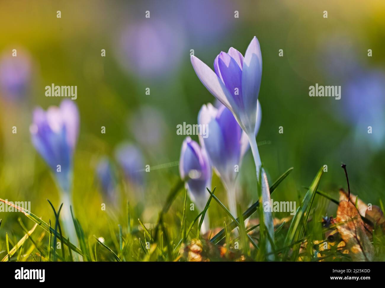 Spring growing flowers and nature that comes alive Stock Photo - Alamy