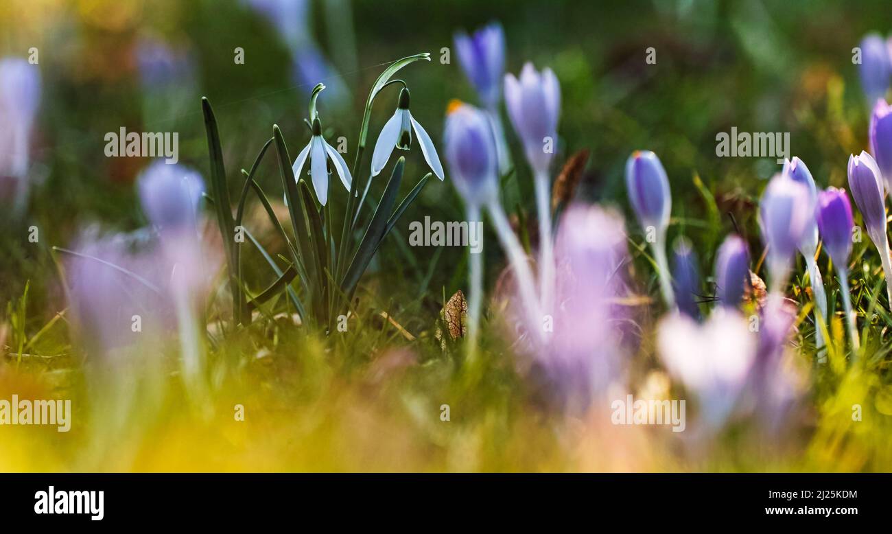 Spring growing flowers and nature that comes alive Stock Photo - Alamy
