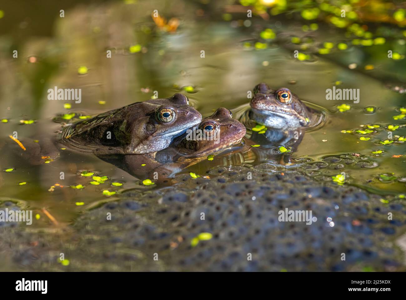 Common frogs spawning in spring March 2022 Cheshire, UK Stock Photo - Alamy