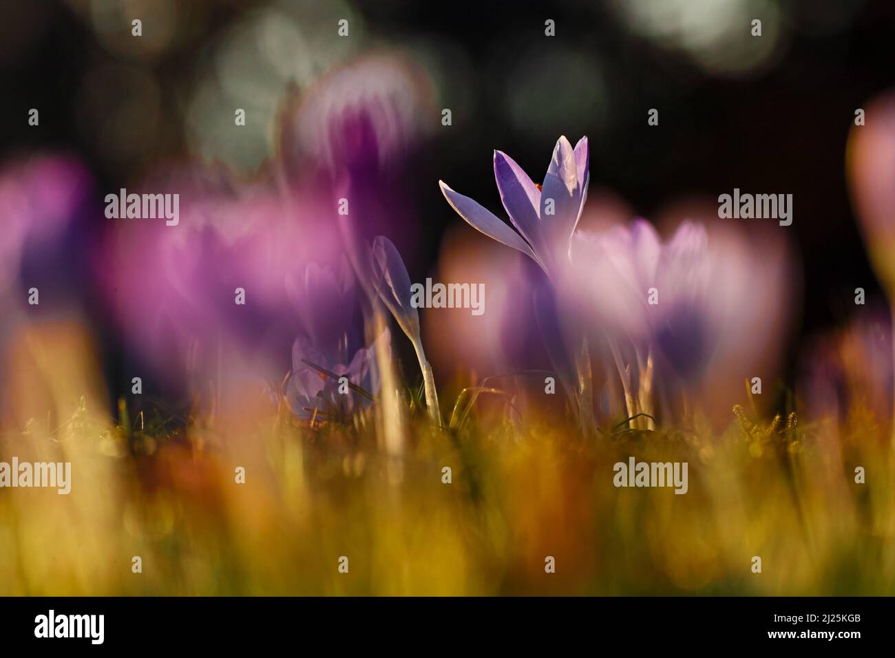 Spring growing flowers and nature that comes alive Stock Photo - Alamy