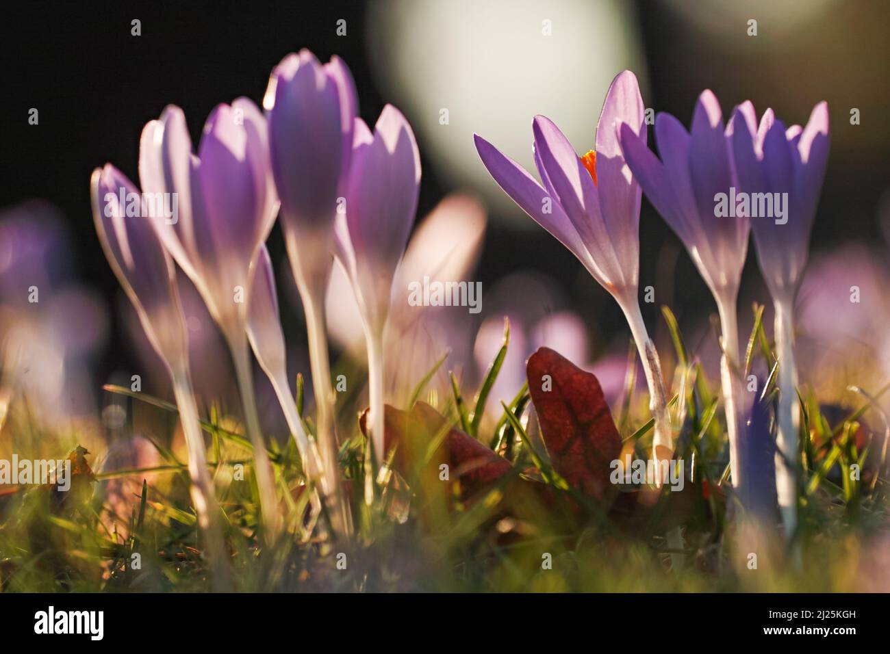 Spring growing flowers and nature that comes alive Stock Photo - Alamy
