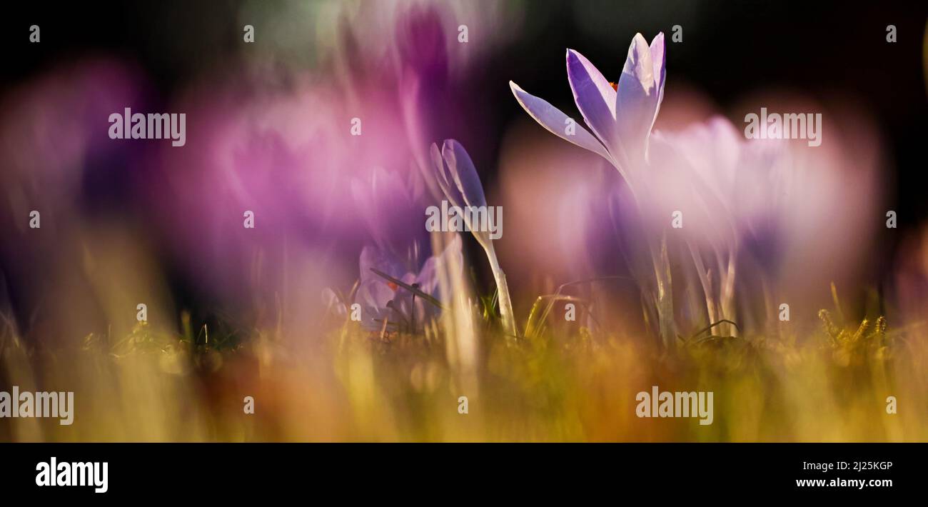 Spring growing flowers and nature that comes alive Stock Photo - Alamy