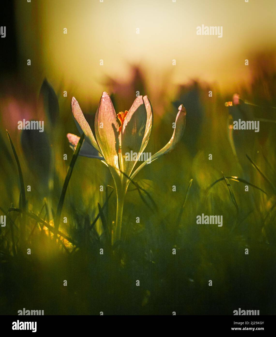 Spring growing flowers and nature that comes alive Stock Photo - Alamy