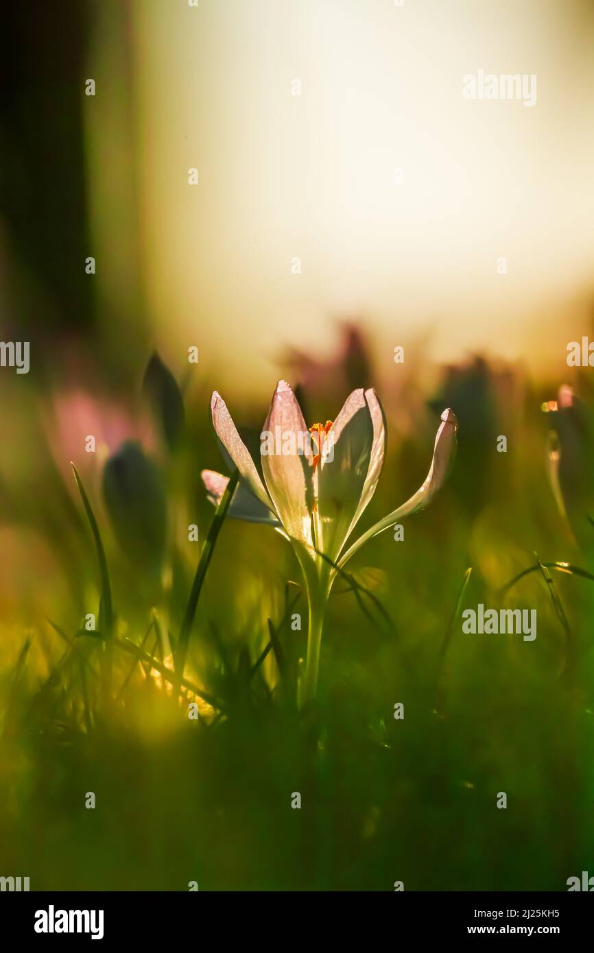 Spring growing flowers and nature that comes alive Stock Photo - Alamy