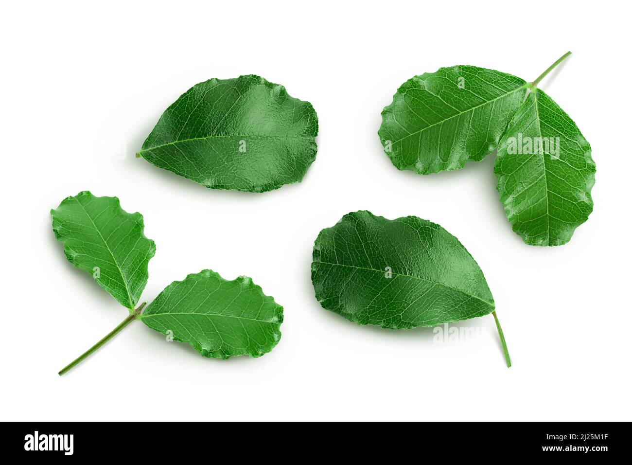 Fresh carob leaves isolated on white background with clipping path. Top ...