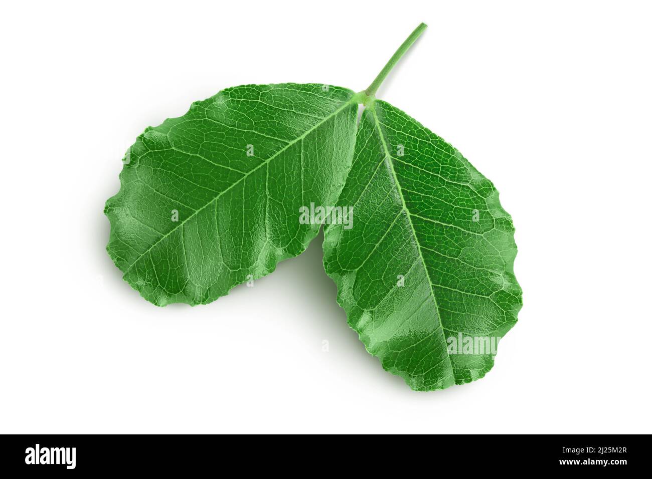 Fresh carob leaves isolated on white background with clipping path. Top ...