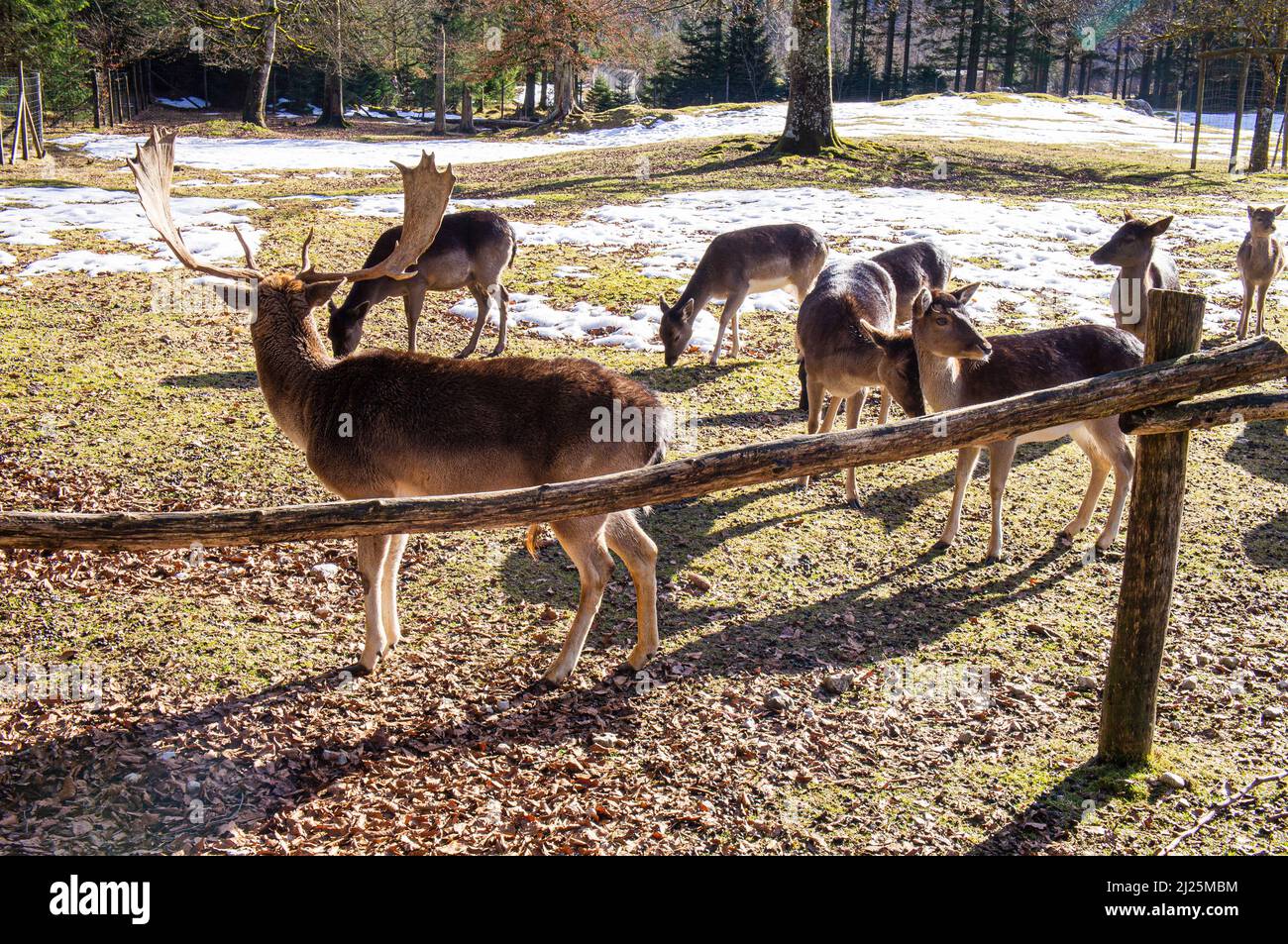 European Fallow Deer, Dama dama, in Cumberland Wildpark in Grunau im ...