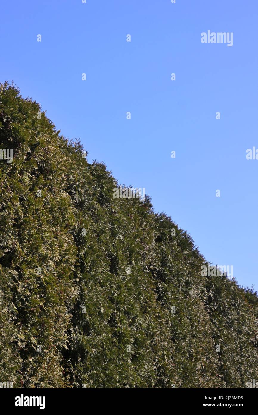 Beautiful conifer bushes growing in the bright winter sun Stock Photo ...