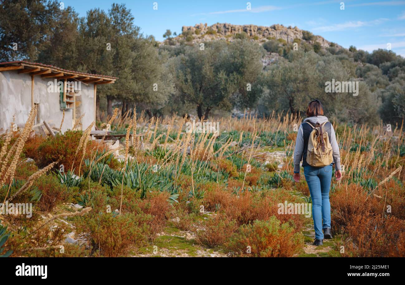 walk in olive grove, Harvest ready to produce extra virgin olive oil ...