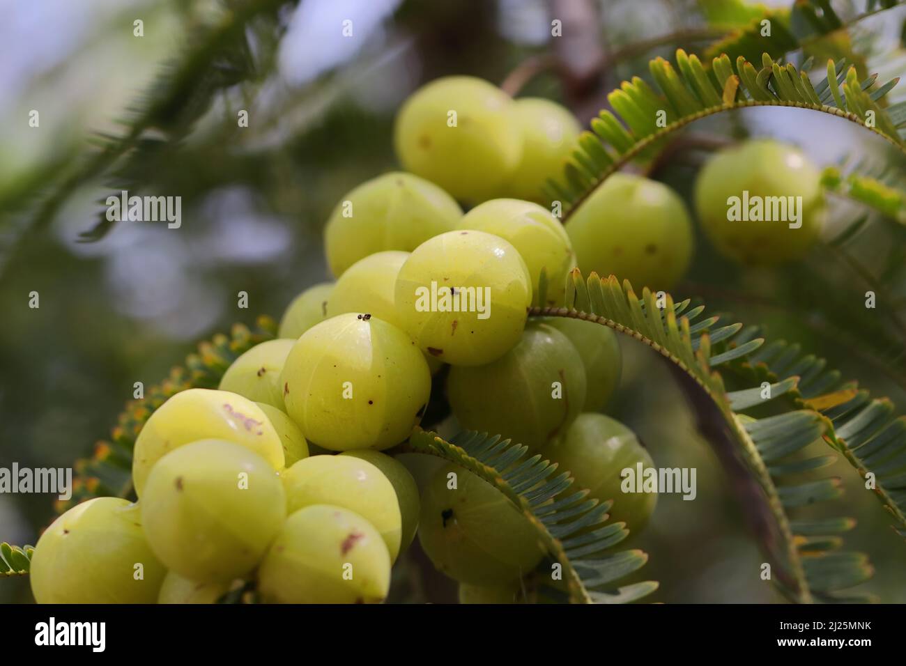 Big size amla hi-res stock photography and images - Alamy