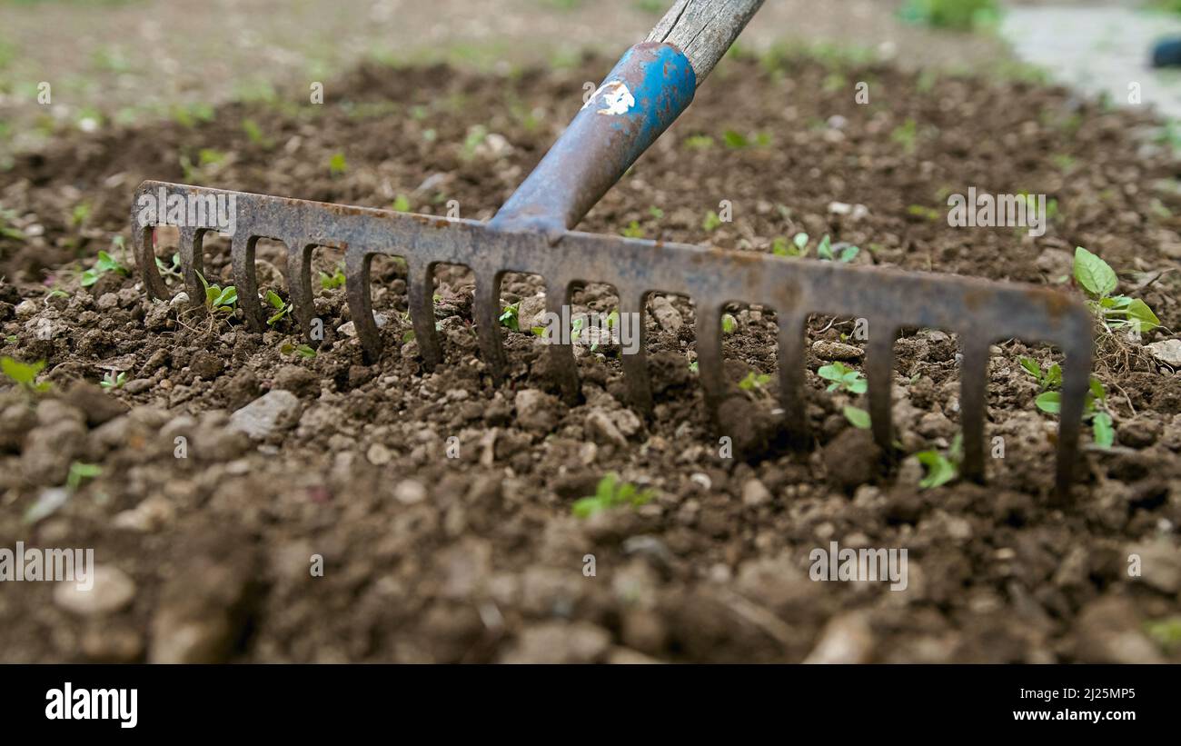 Preparing for sowing, raking fertile soil, and leveling it Stock Photo ...