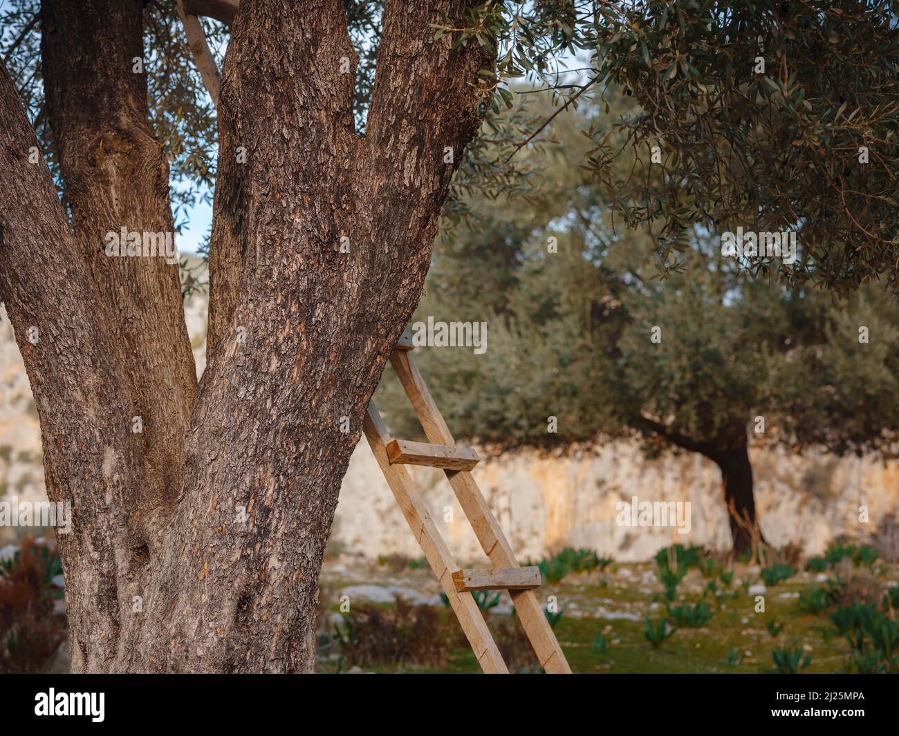 walk in olive grove, Harvest ready to produce extra virgin olive oil ...