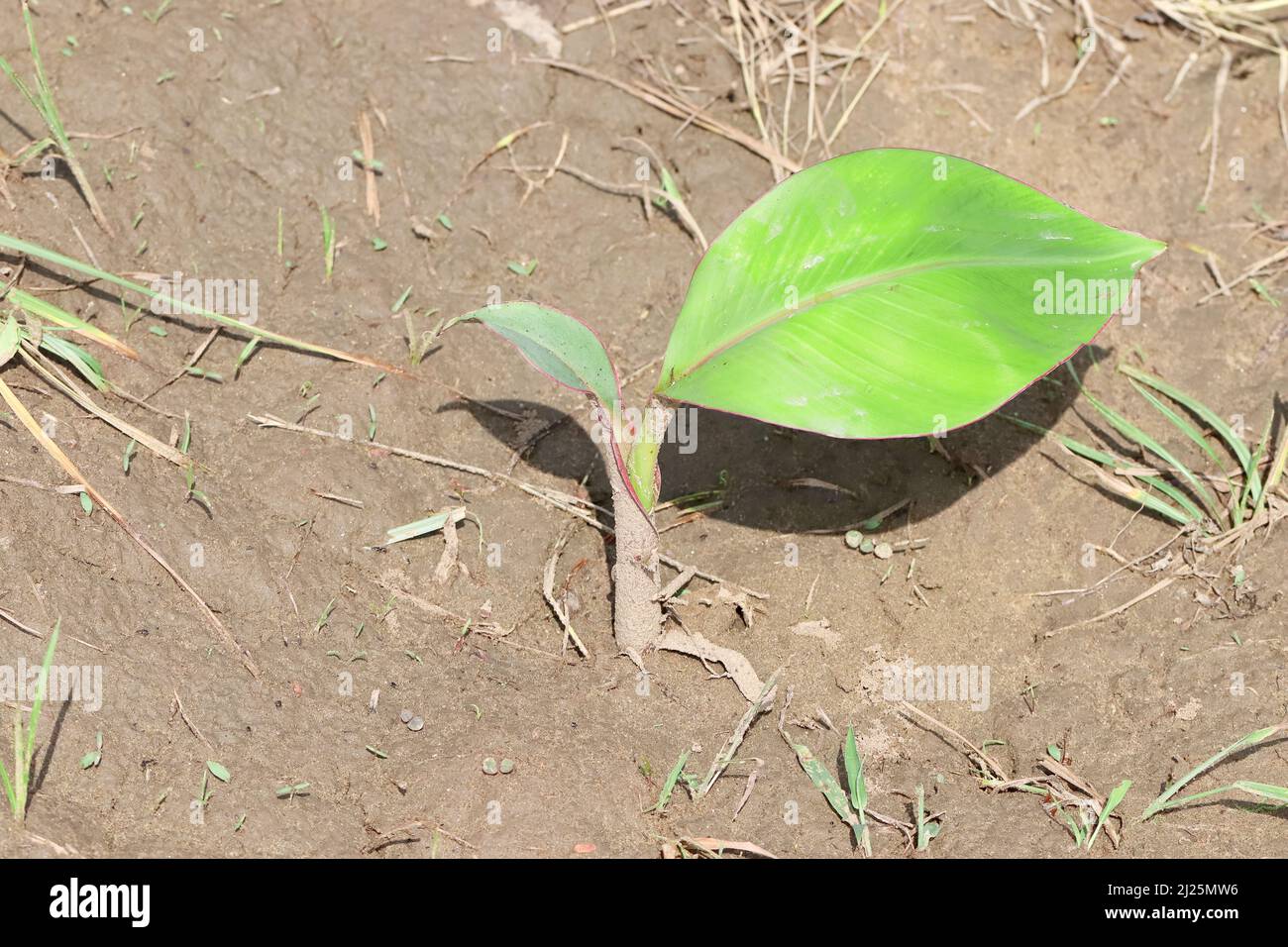 Close-up photo of Small banana plant with two leaves growing in the ...
