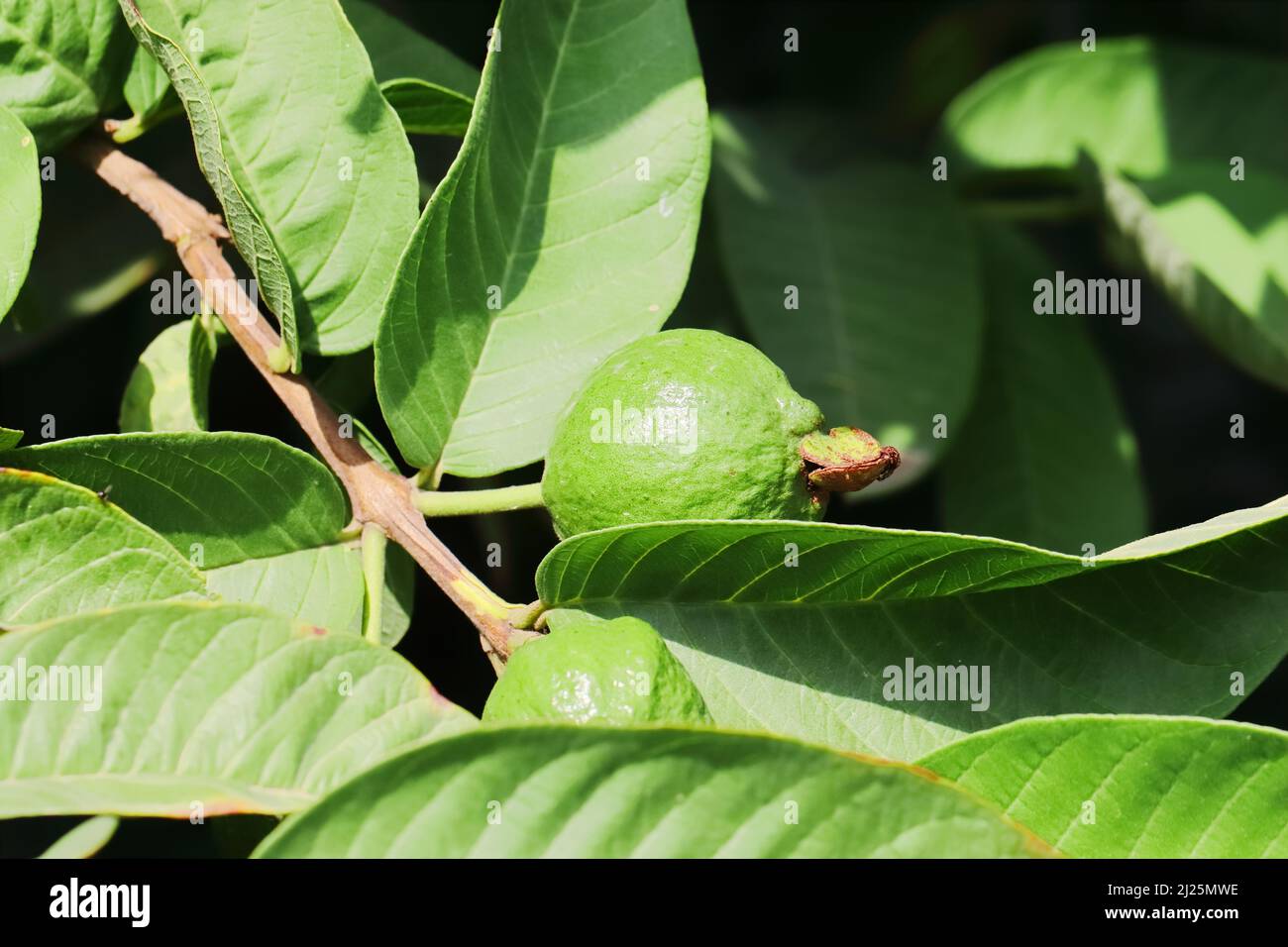 Close-up photo of A raw green guava fruit on the branch of a guava tree ...