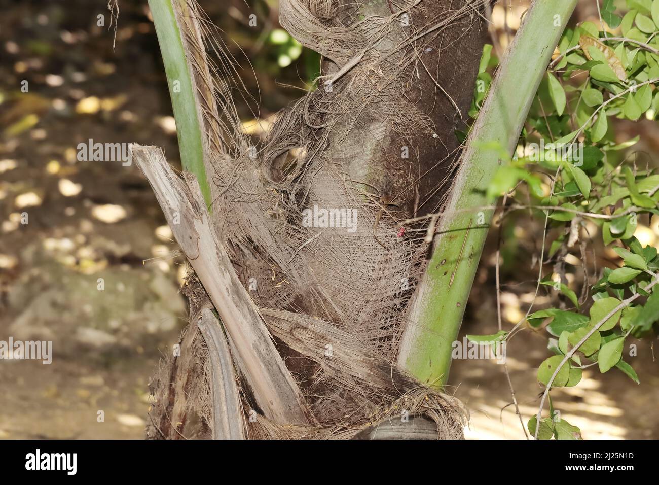 Close up trunk coconut hi-res stock photography and images - Alamy