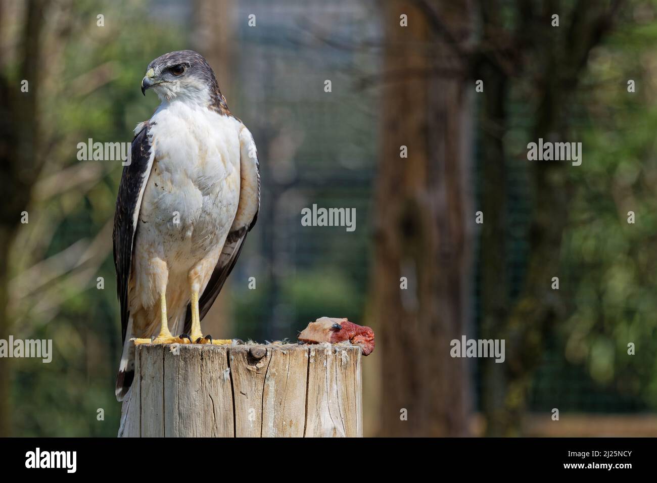 Geranoetus polyosoma hi-res stock photography and images - Alamy