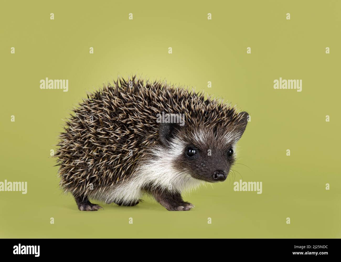 Cute little hedgehog baby. Isolated on a green background. Walking side ...