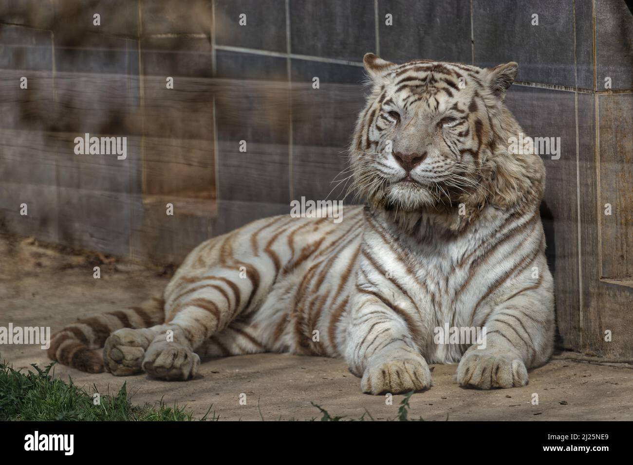 White tiger at rest in its cage Stock Photo - Alamy