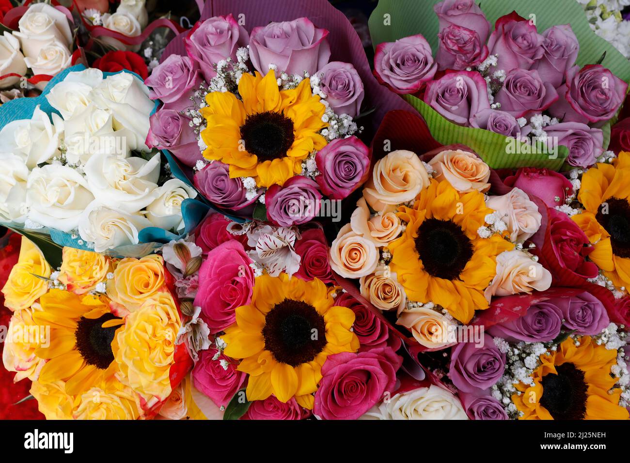 Cuenca ecuador flower hi-res stock photography and images - Alamy