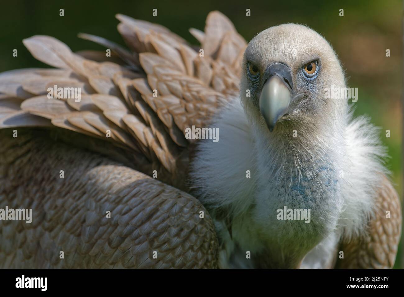 Vulture head hi-res stock photography and images - Alamy