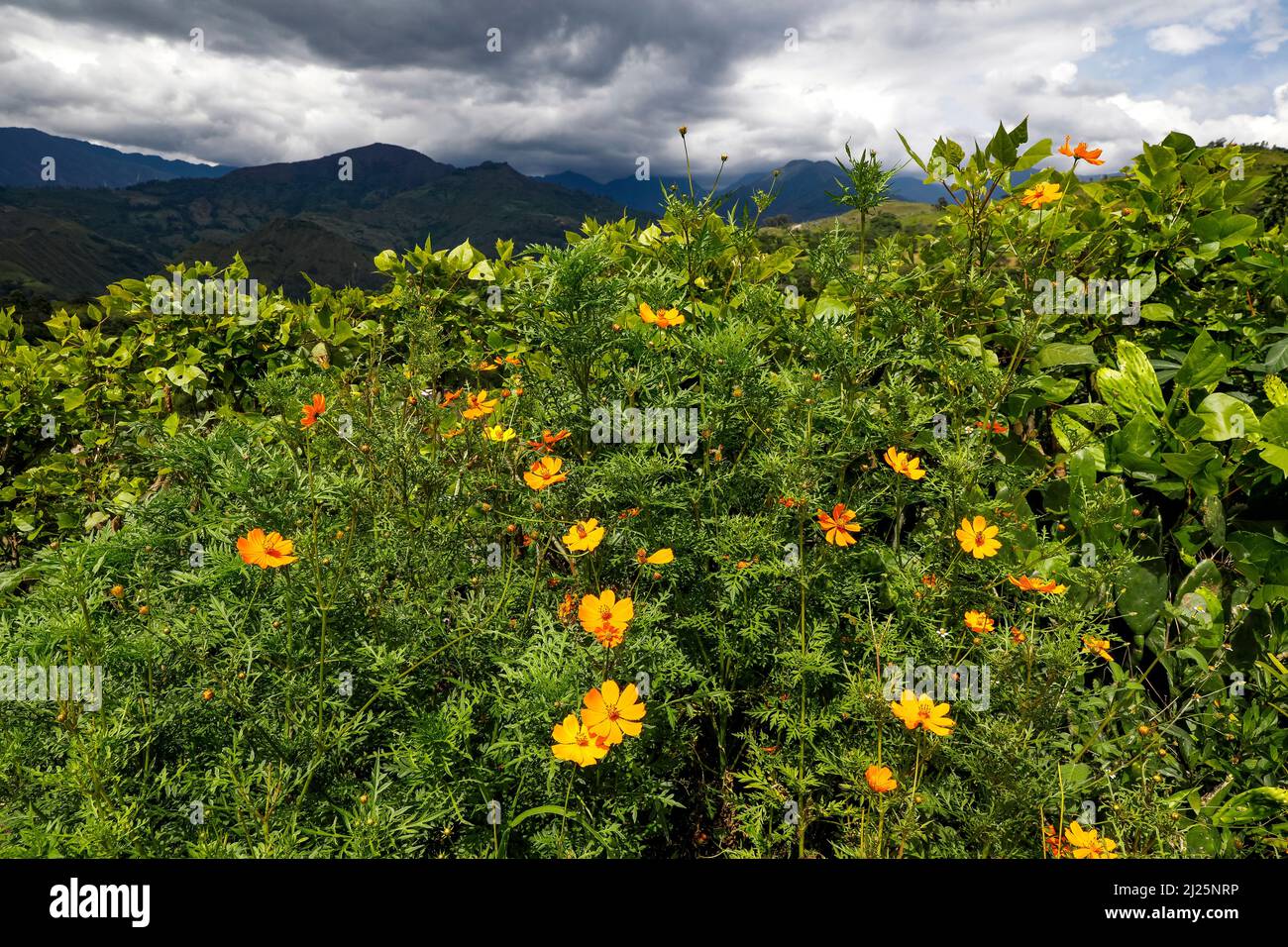 Southern sierra landscape near Vilcabamba, Ecuador Stock Photo - Alamy