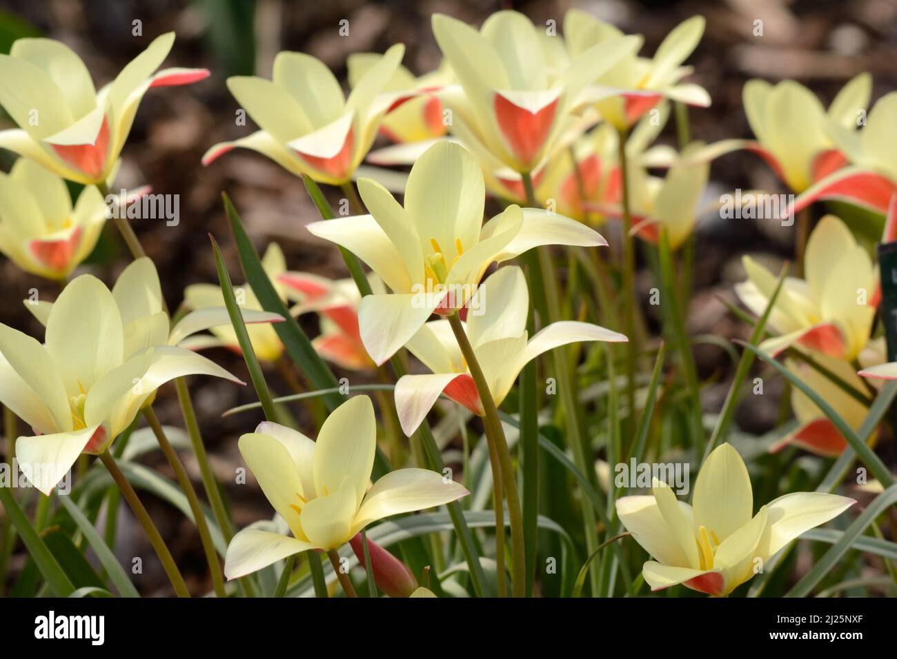 Tulipa clusiana Tinka Tulipa Tinka Tulip Tinka Stock Photo - Alamy
