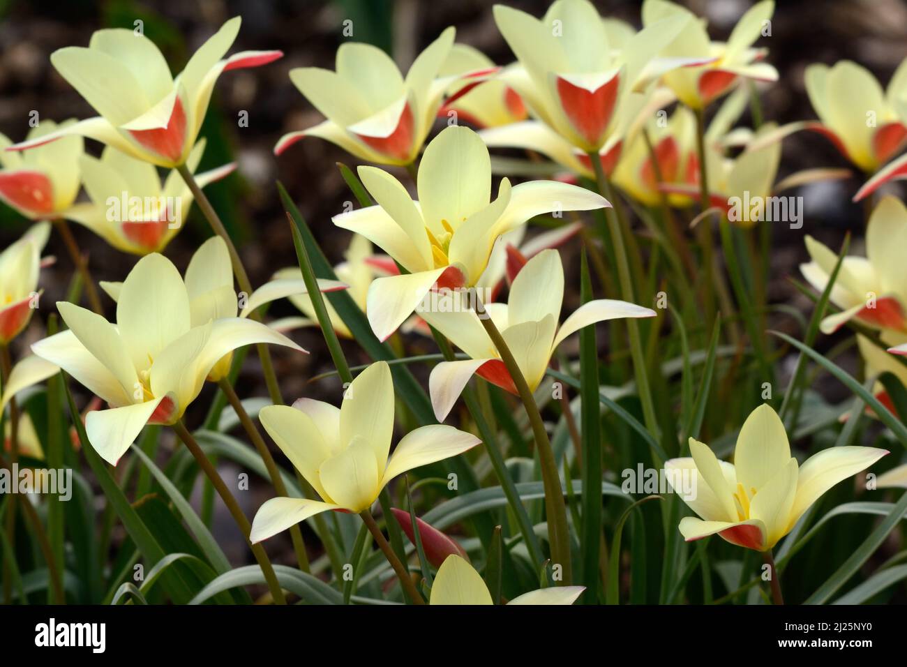 Lady tulip tulipa clusiana hi-res stock photography and images - Alamy