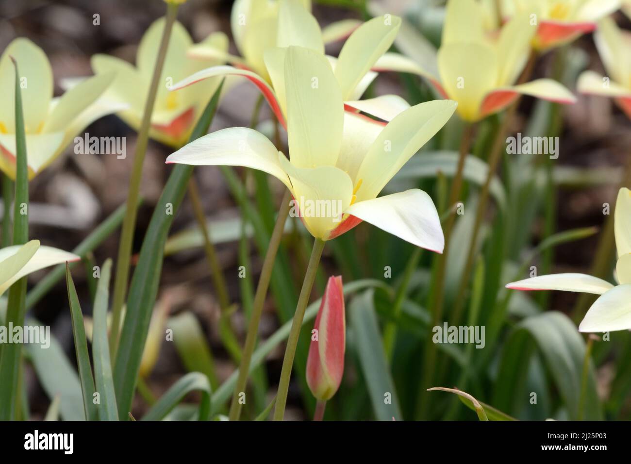 Lady tulip tulipa clusiana hi-res stock photography and images - Alamy