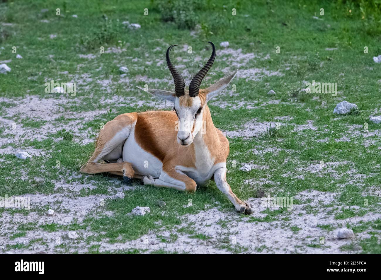 A springbok, Antidorcas marsupialis, standing in the bush in Namibia ...