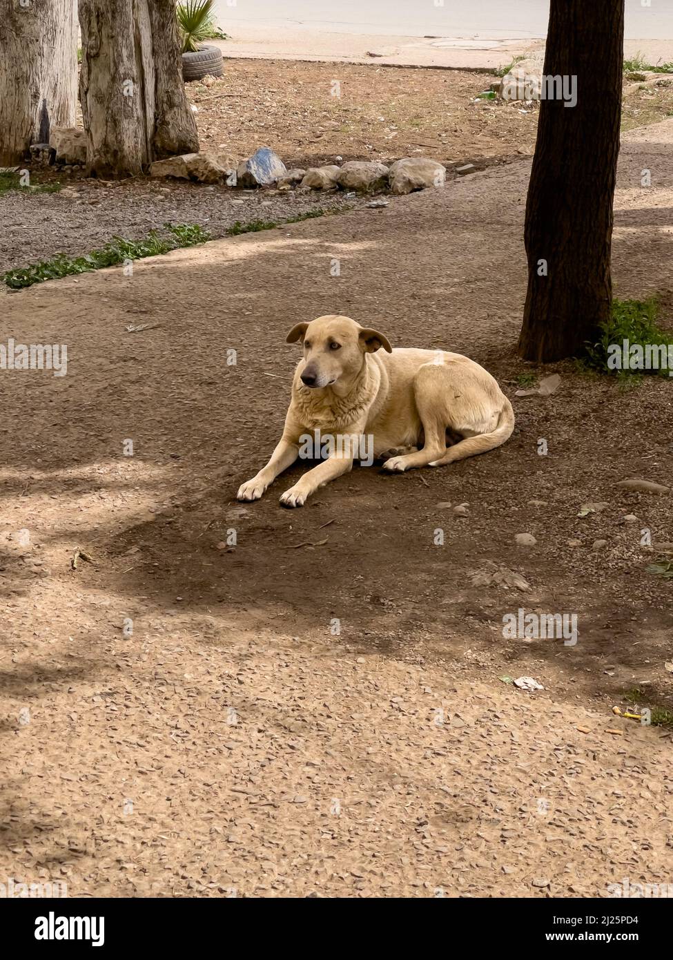 Sad street dog sitting alone outdoors Stock Photo - Alamy