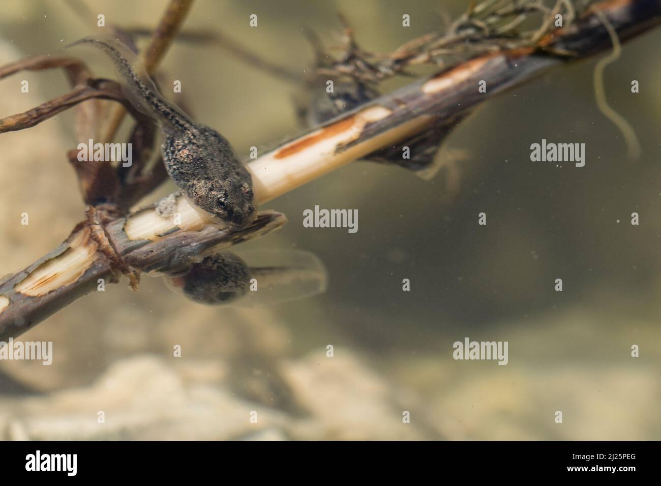Tadpoles in shallow water near hi-res stock photography and images - Alamy