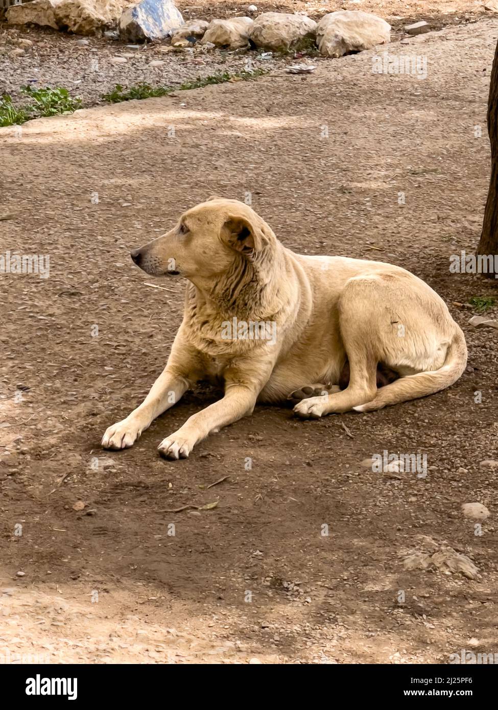 Sad street dog sitting alone outdoors Stock Photo - Alamy