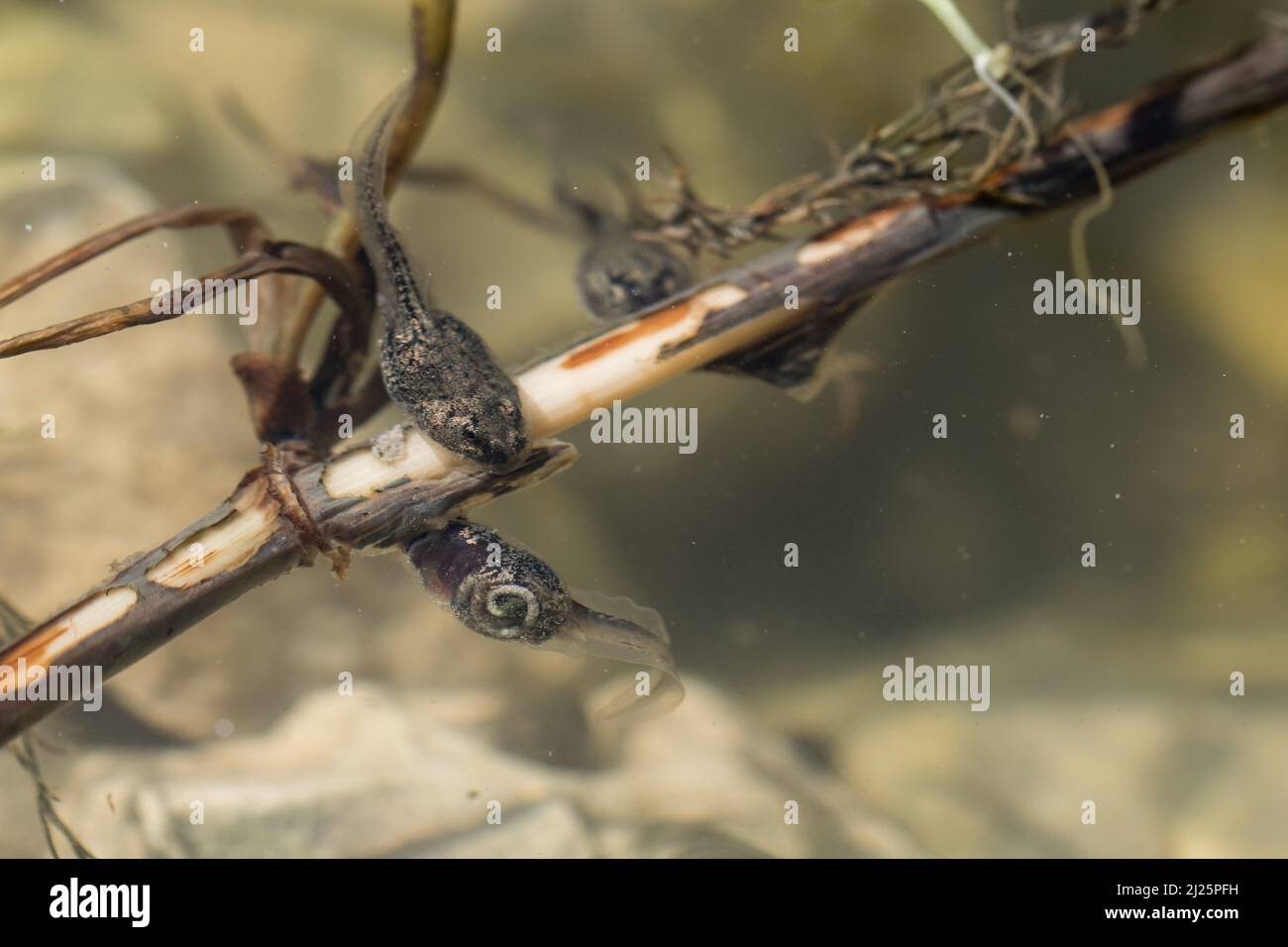 Tadpoles in shallow water near hi-res stock photography and images - Alamy