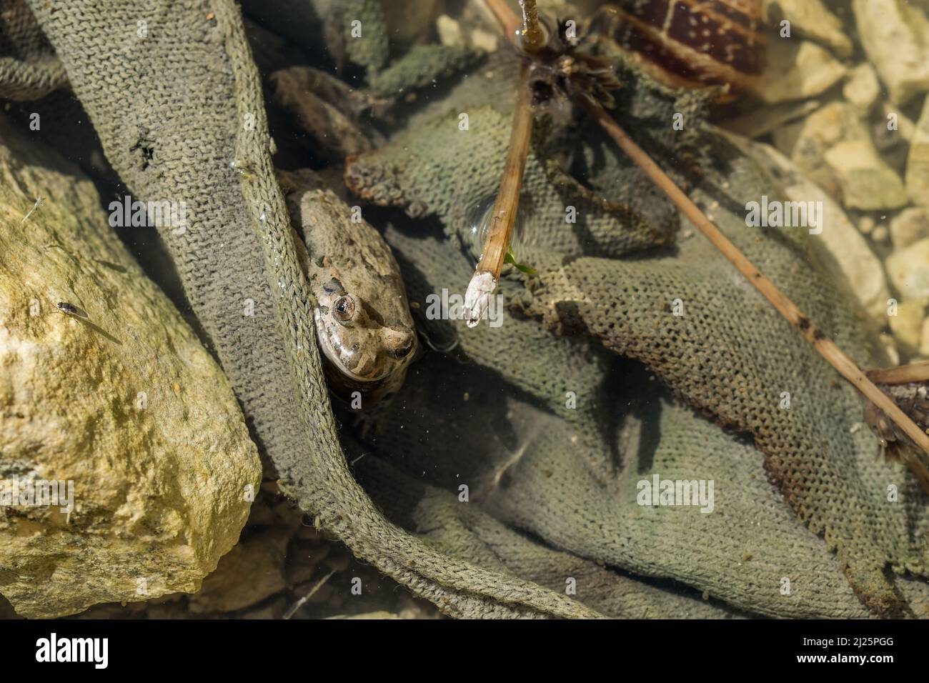 An adult Mediterranean Painted Frog, Discoglossus pictus, hiding in a ...