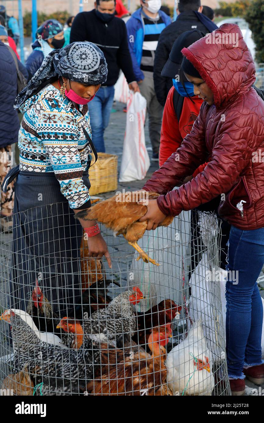 Women selling and buying chickens at Otavalo weekly market, Ecuador ...