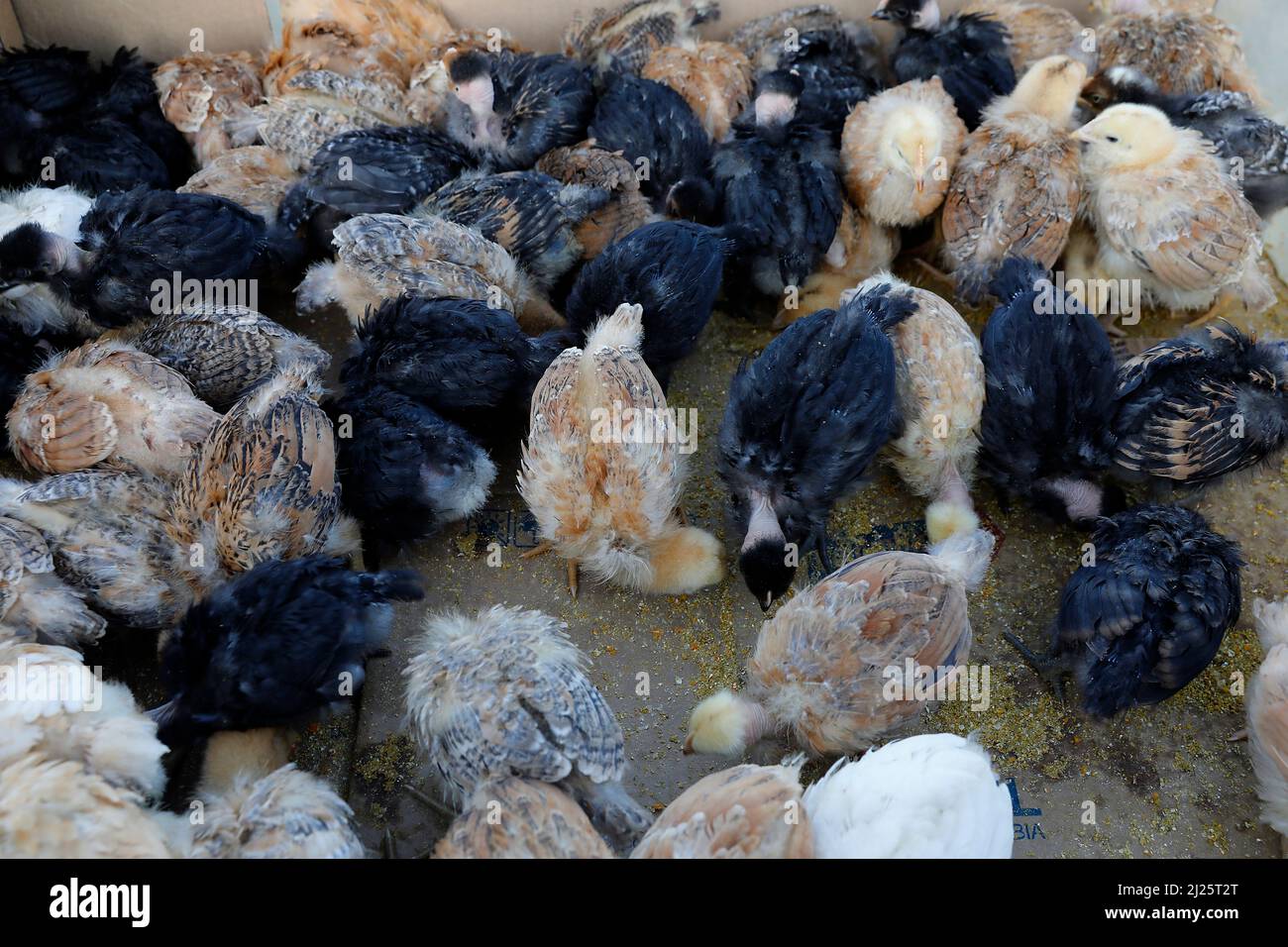Marché du bétail hi-res stock photography and images - Alamy