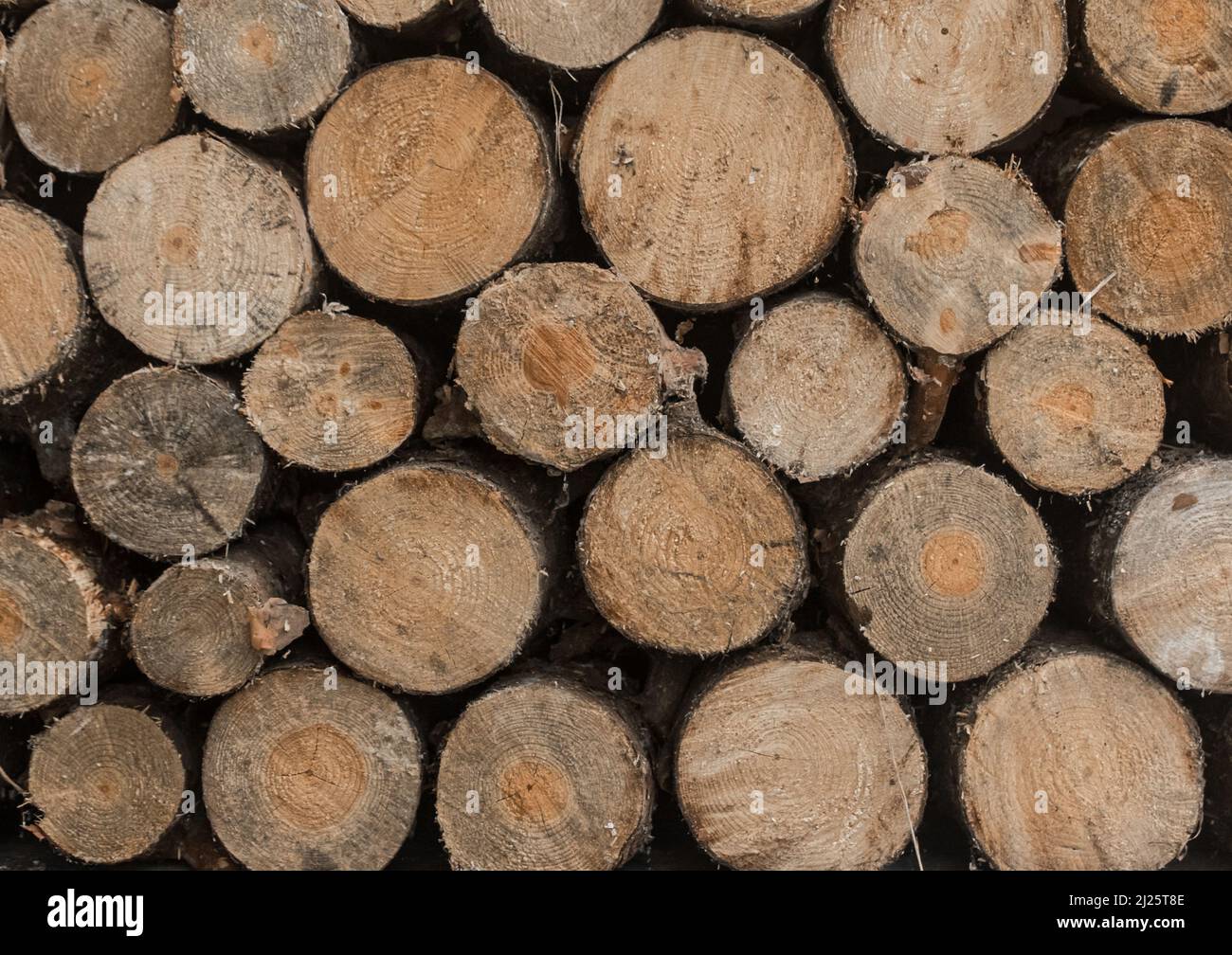 Timber round logs tree wood forest background lumber Stock Photo - Alamy