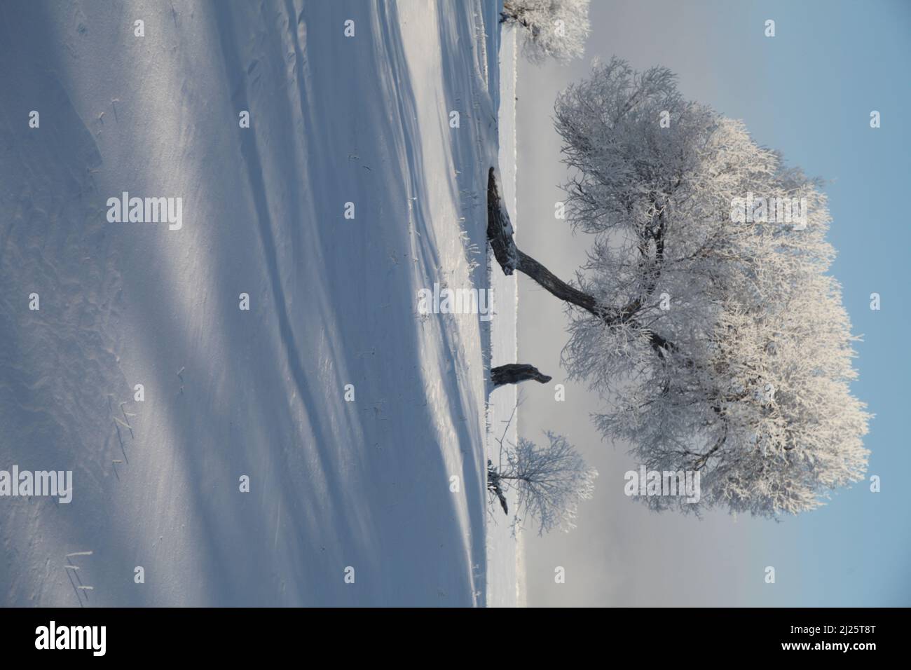 A vertical beautiful scenery of the field with trees fully covered with ...