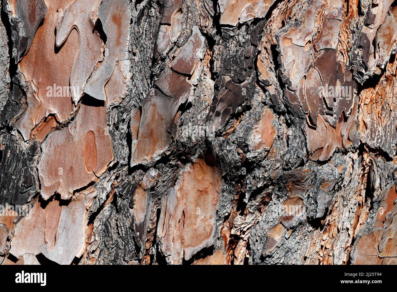 Tree bark, full frame Stock Photo - Alamy
