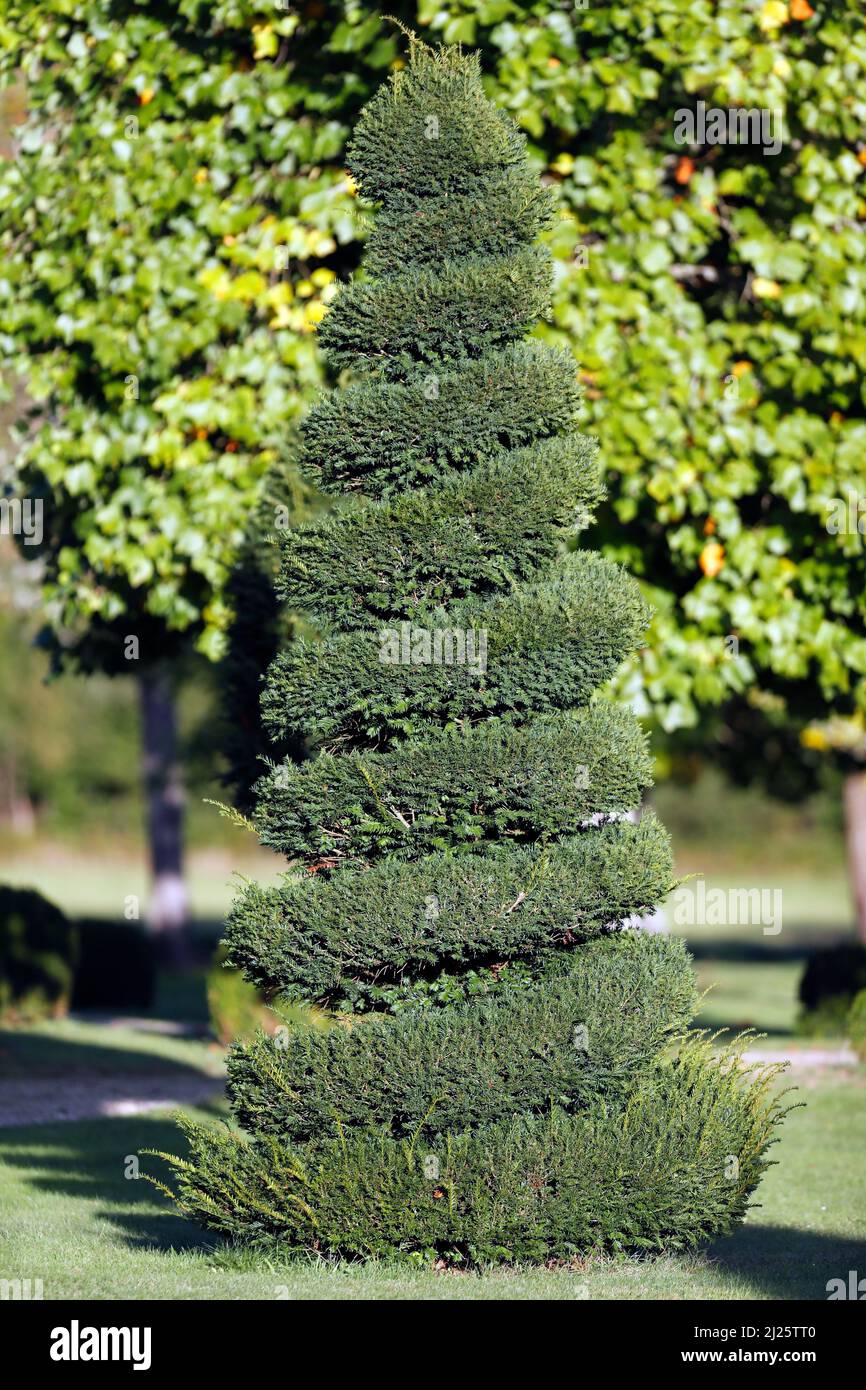 Topiary boxwood privet shrub pruned into a spiral shape Stock Photo - Alamy