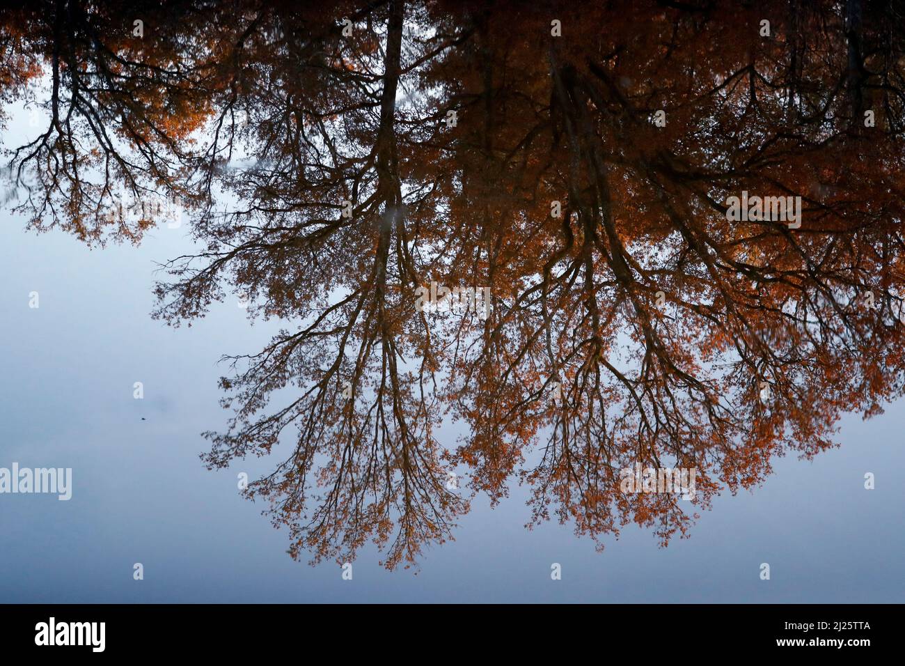 Reflection of trees in a lake Stock Photo - Alamy