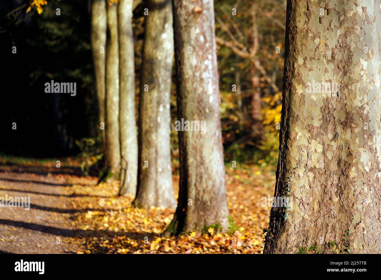 Row of trees in autumn hi-res stock photography and images - Alamy