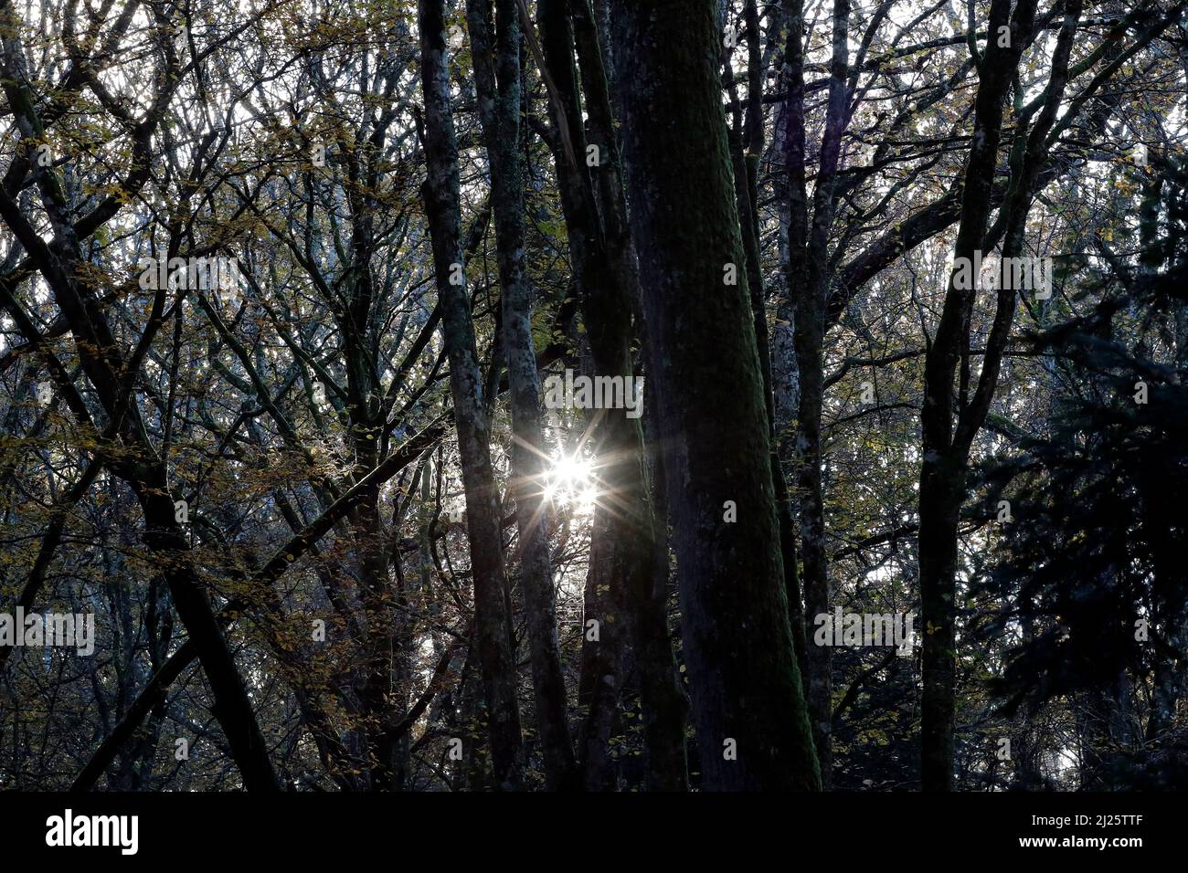 Sunlight coming through trees hi-res stock photography and images - Alamy