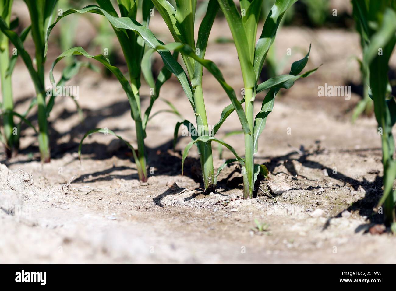 Corn field. Cultivated plants and agriculture Stock Photo - Alamy