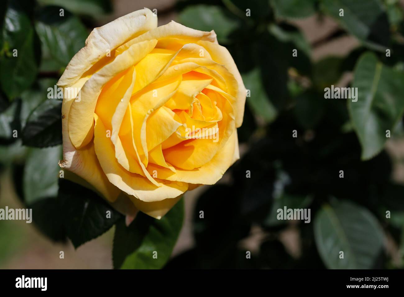 Yellow rose in the garden hi-res stock photography and images - Alamy