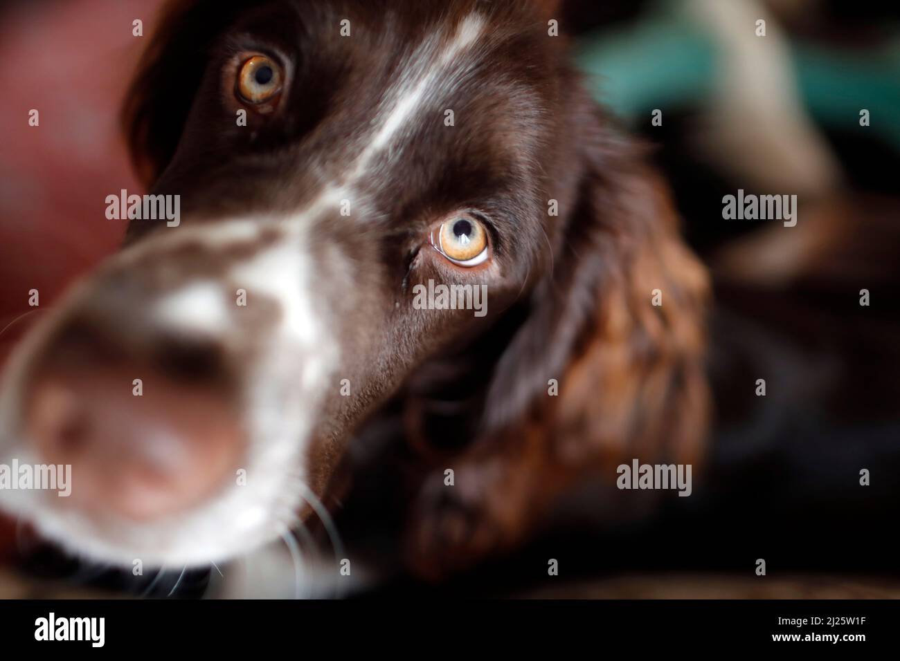 English Springer Spaniel dog. Close-up on head Stock Photo - Alamy