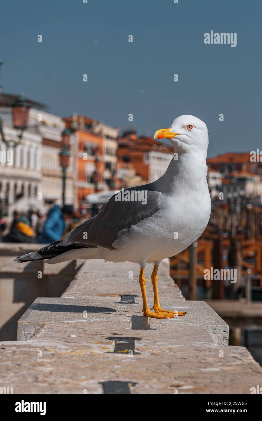 A vertical closeup of a seagull on town buildings background Stock ...