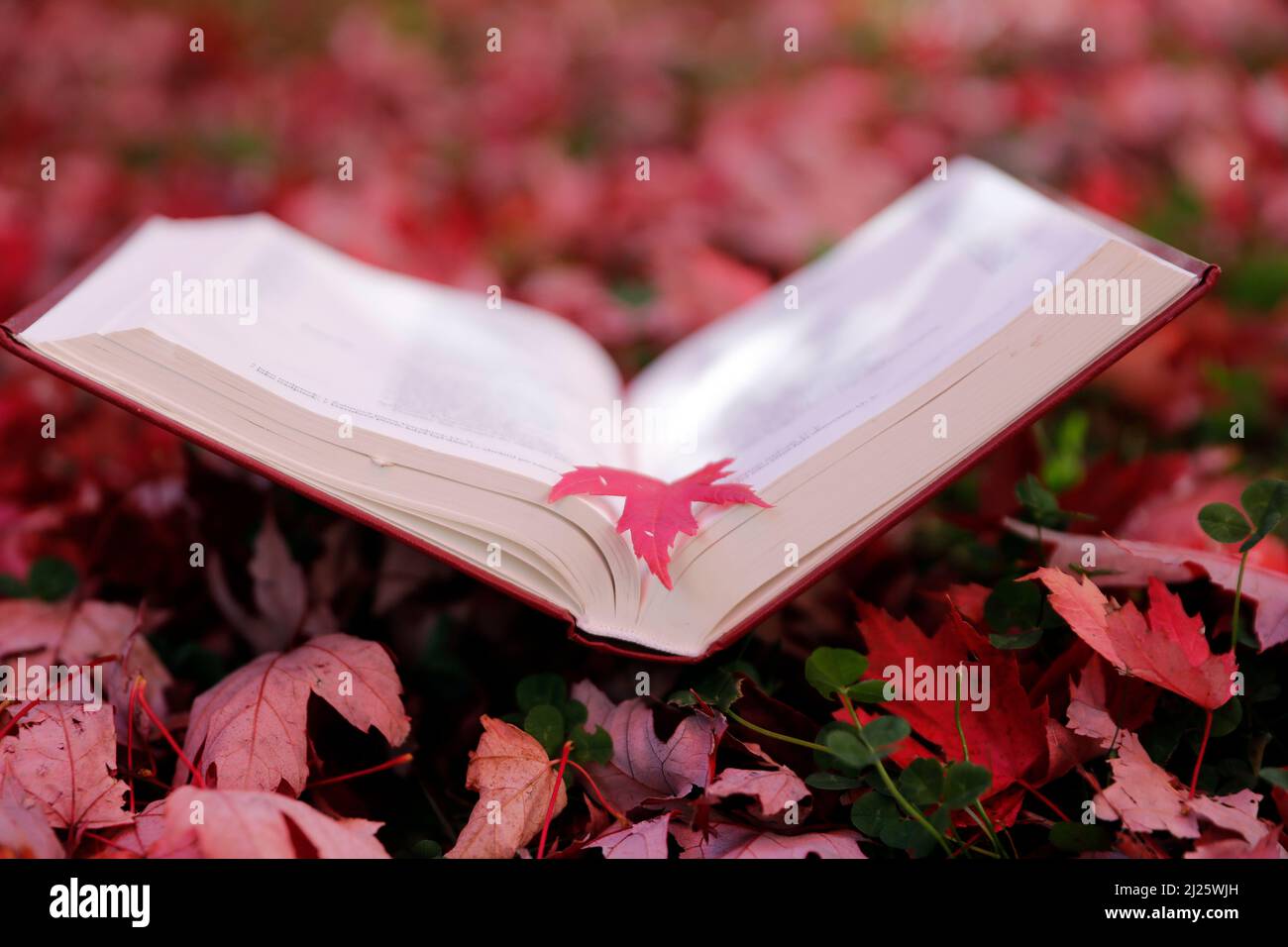 Holy Bible book with autumn leaves Stock Photo - Alamy